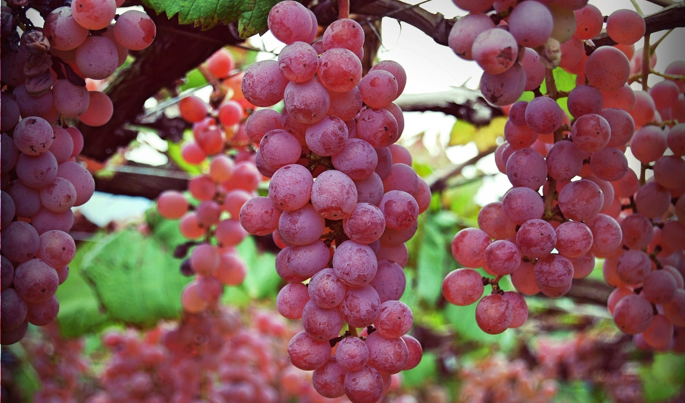 Japanese Wine 101