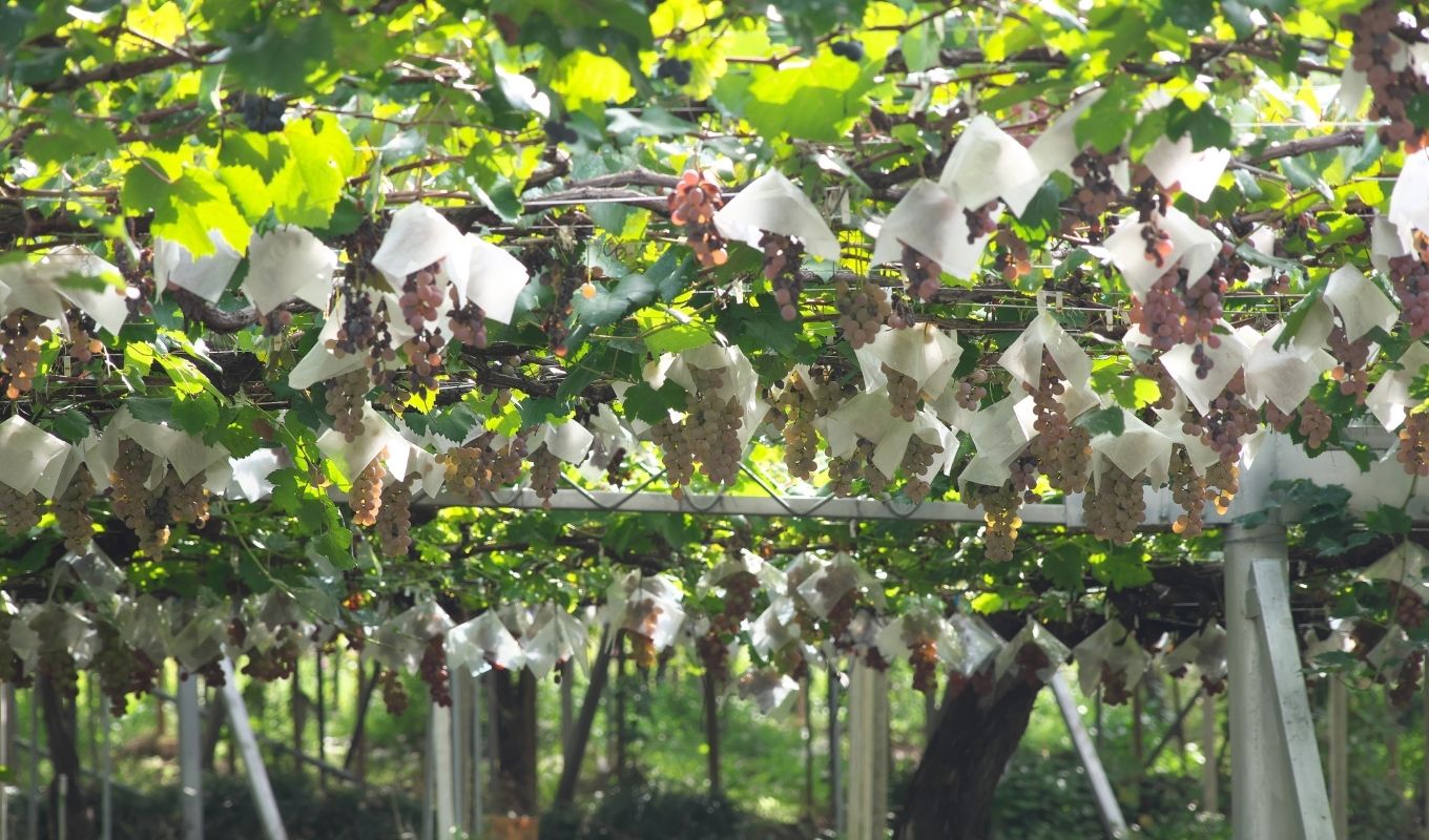 Japanese Wine 101
