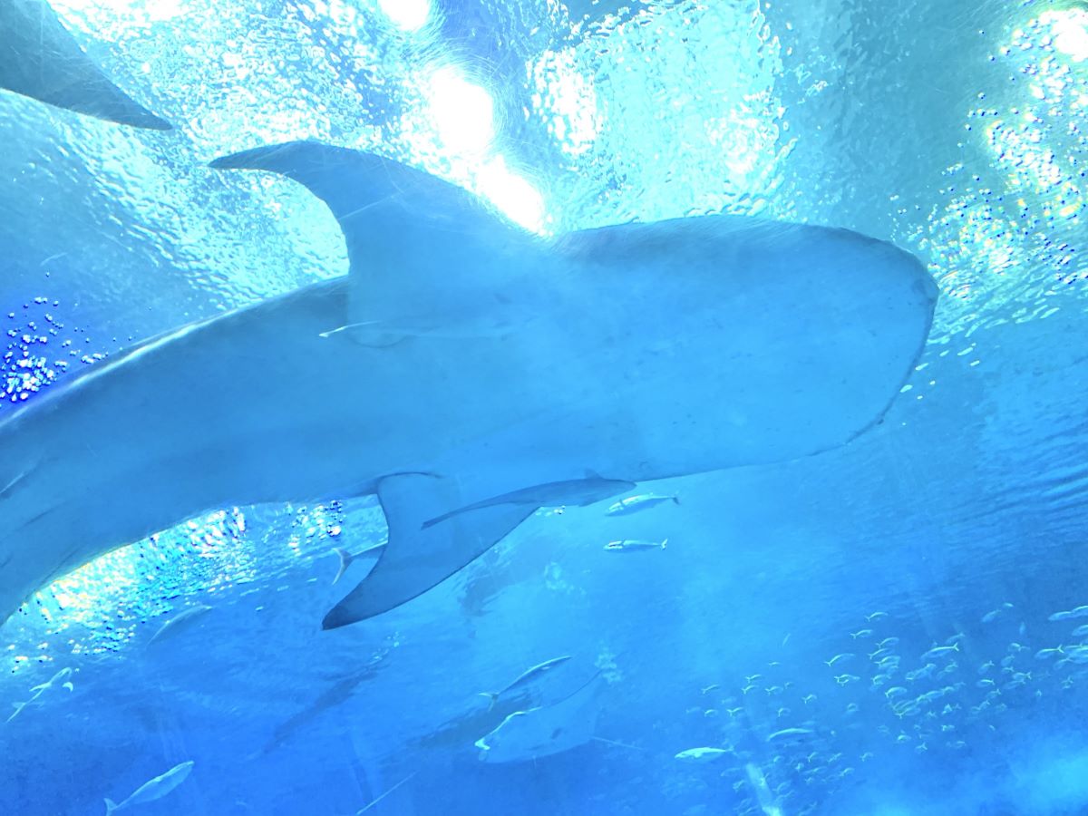 Osaka Aquarium Kaiyukan: Ticket Prices, Tips & The Whale Sharks