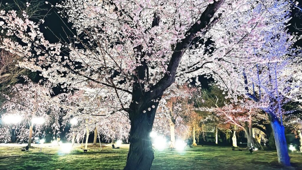Higashiyama Hanatouro: Kyoto's Enchanting Night Festival